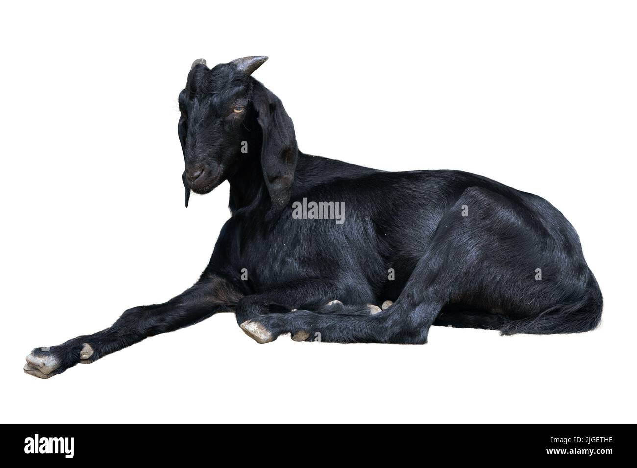 A black goat is lying down and resting, white background Stock Photo ...
