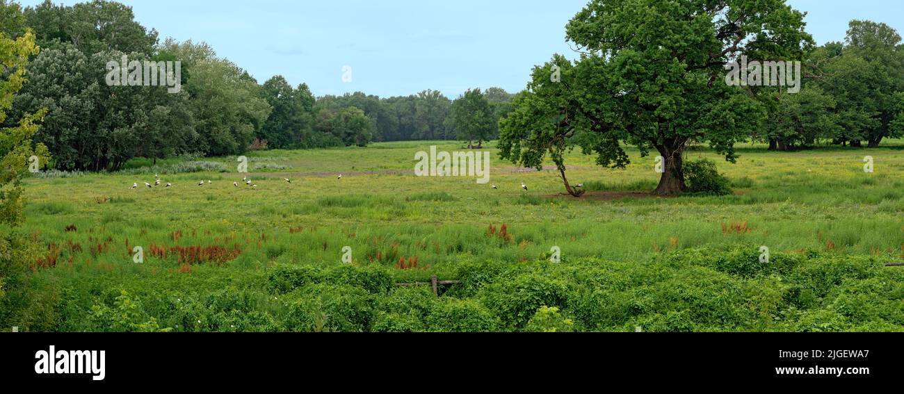 panoramic view across the wet meadow with storks in the nature ...