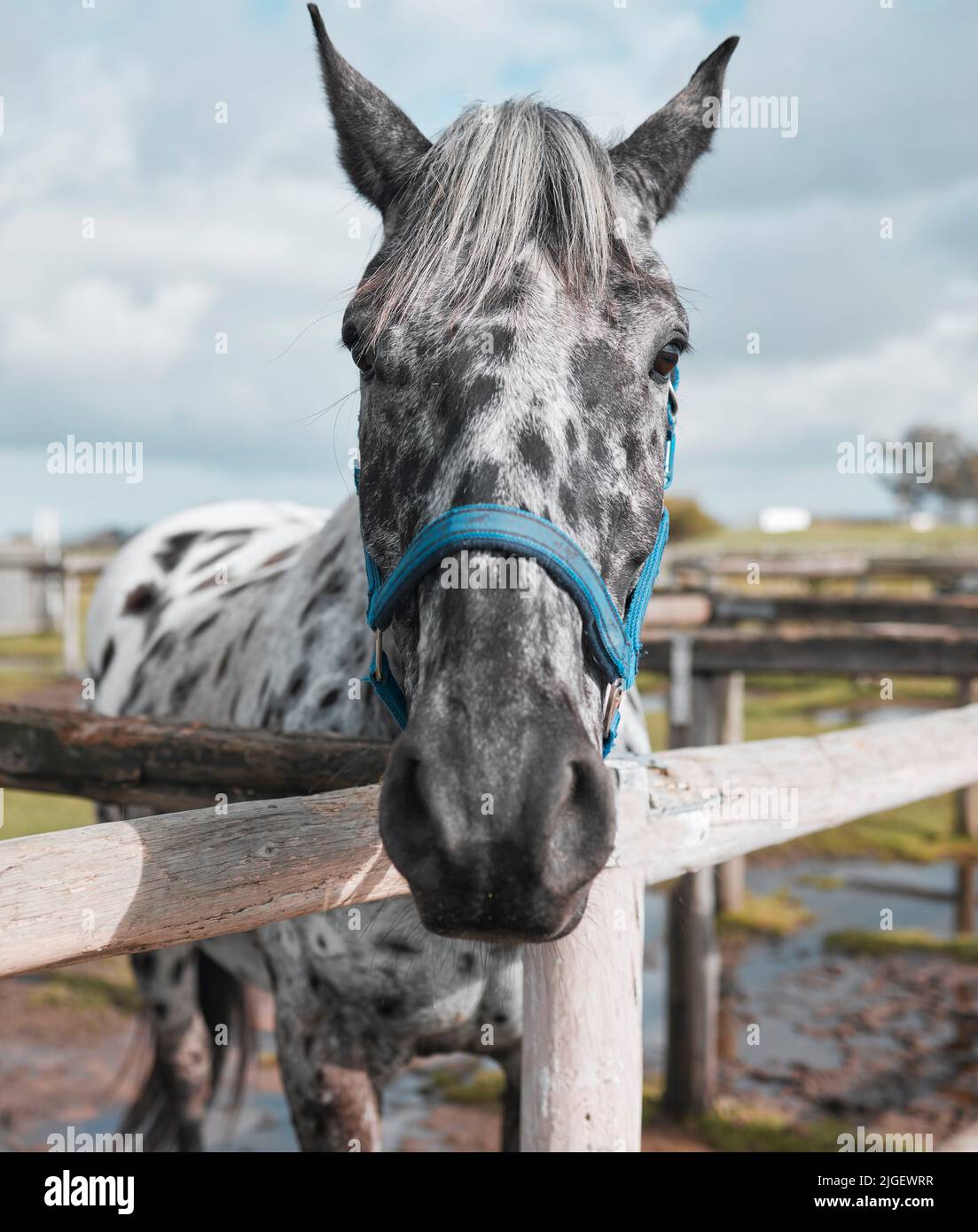 Youre geting on whose back. Portrait of a horse standing in an enclosed ...