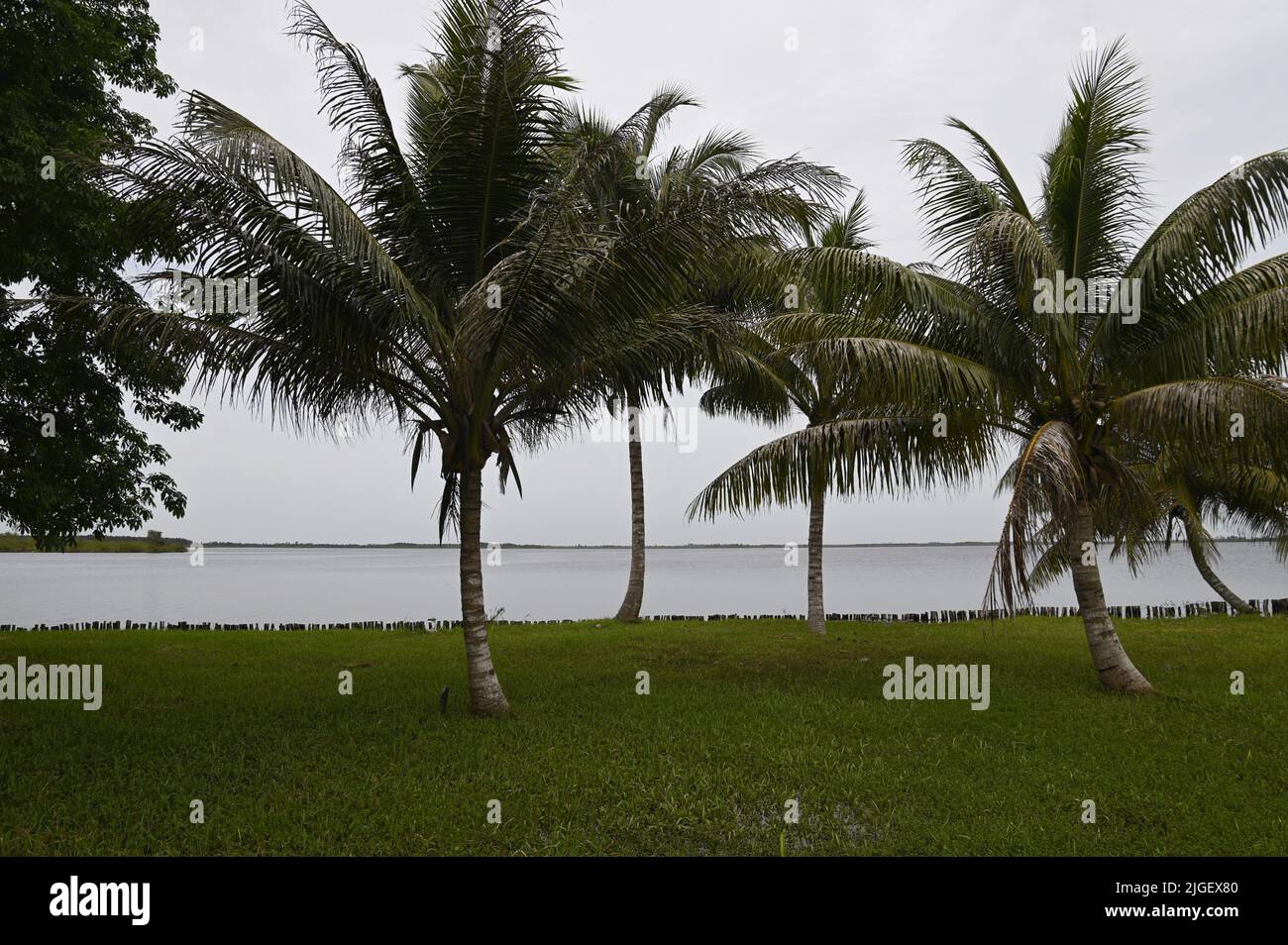 Tropical landscape with Royal palm trees in Boca de Guamá, Matanzas ...