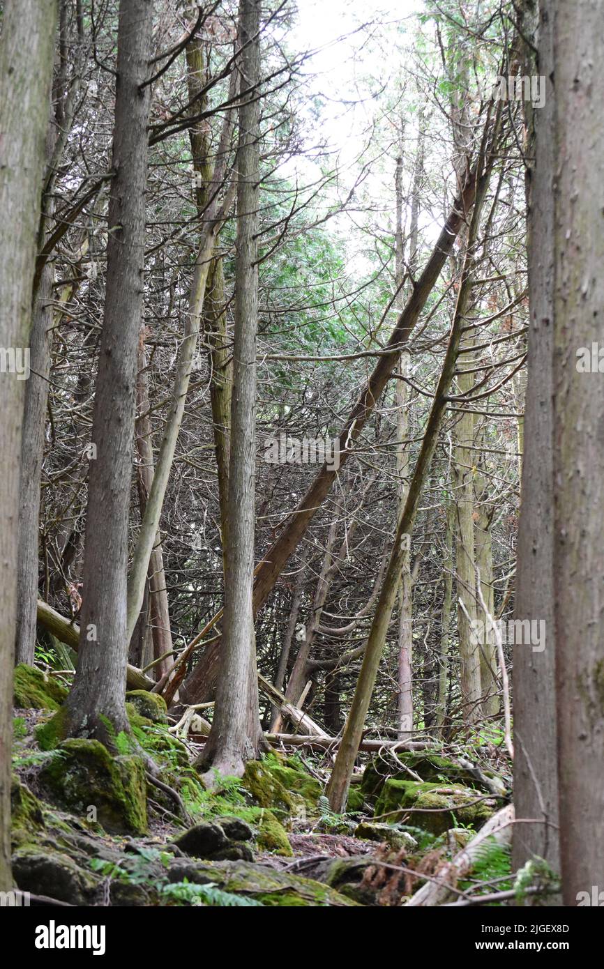 A vertical shot of tall thin trees in a forest Stock Photo - Alamy