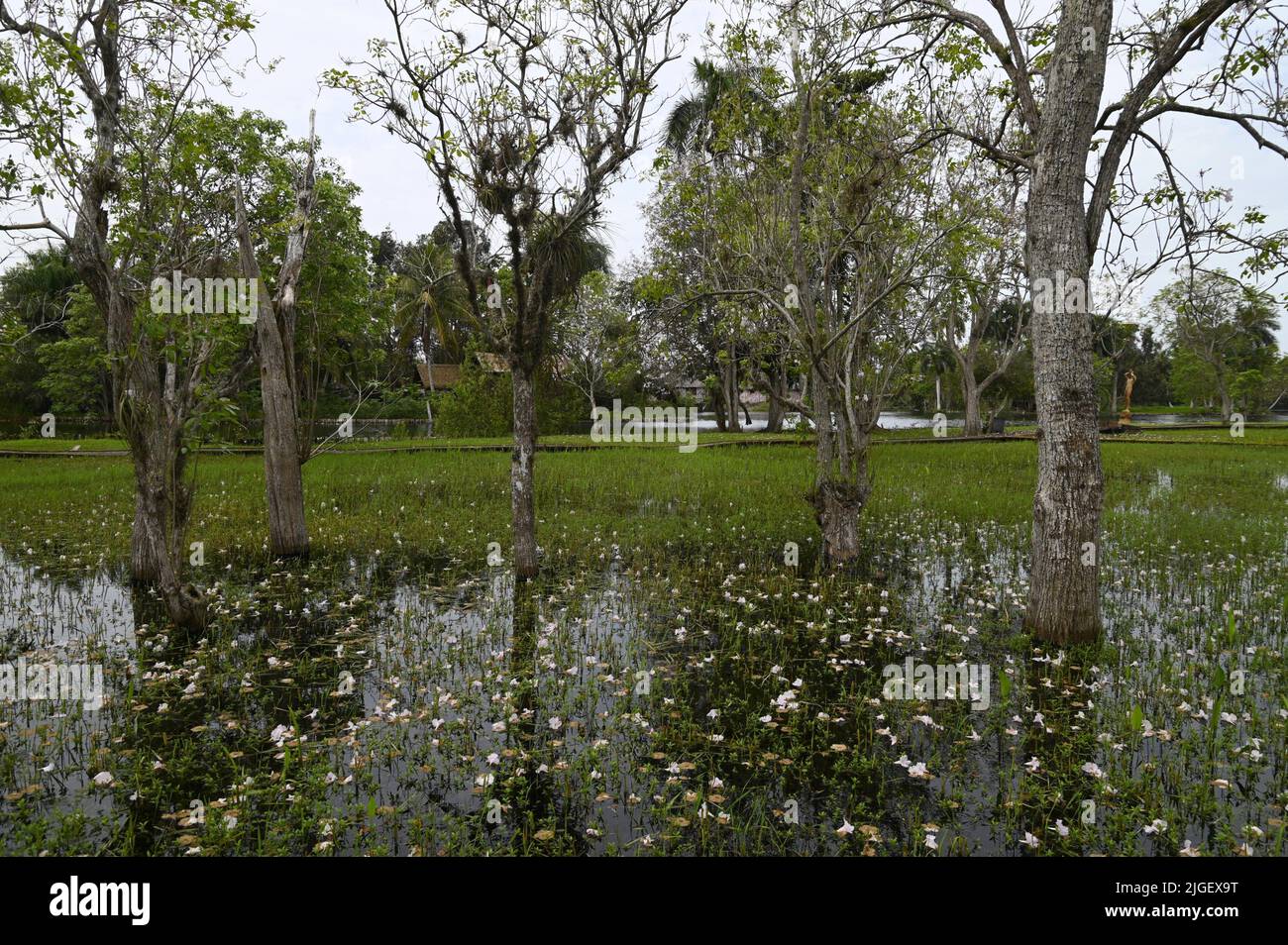 Tropical landscape with scenic view of the ancient Taino Village a ...