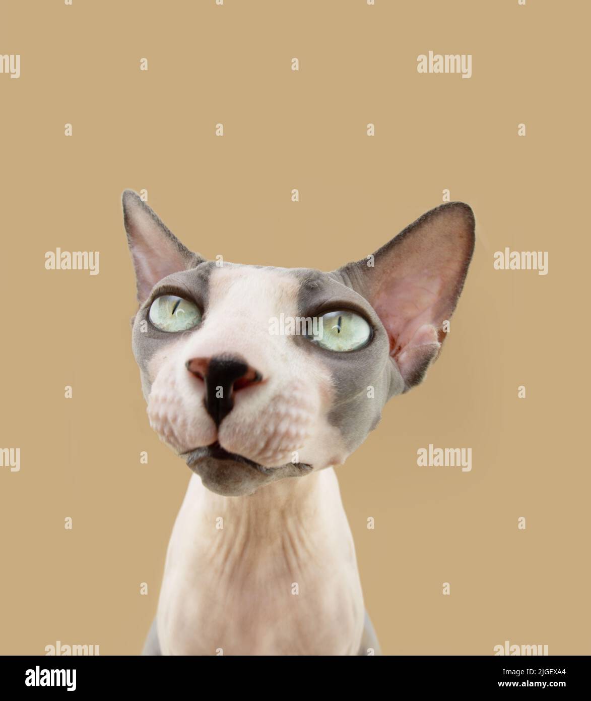 close-up sphynx cat head with serious and curious expression face ...