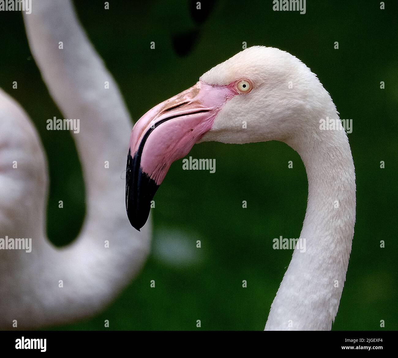 The European herring gull is a large gull, up to 66 cm long. One of the ...