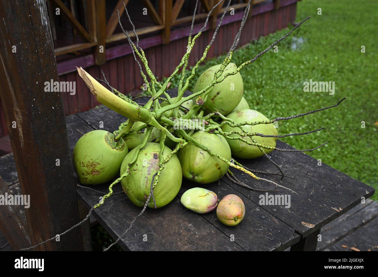 Tropical landscape with a fresh coconut bundle right off the tree in ...