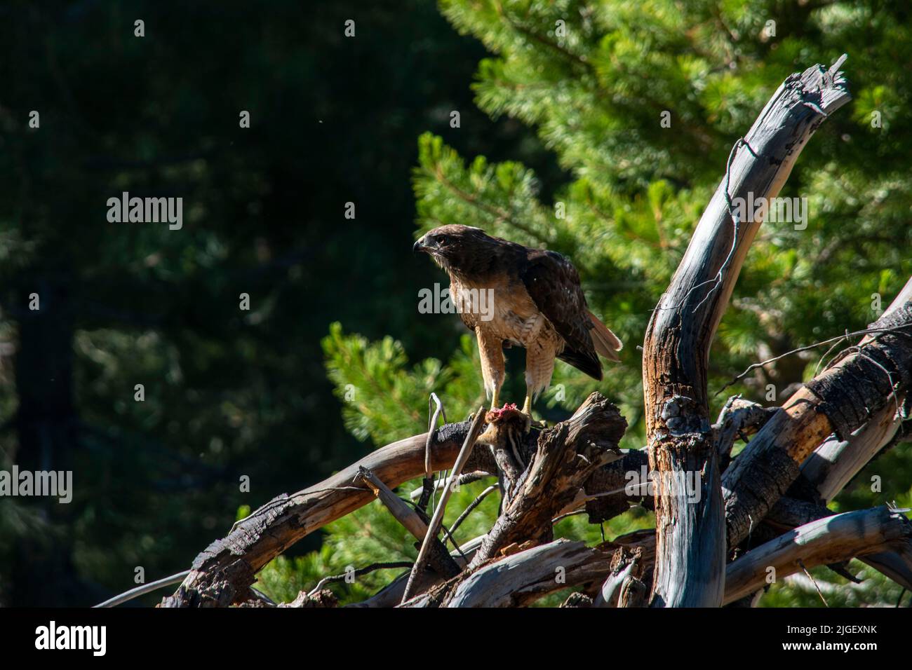 This hawk caught a chipmunk in Devil's Postpile National Monument, CA ...