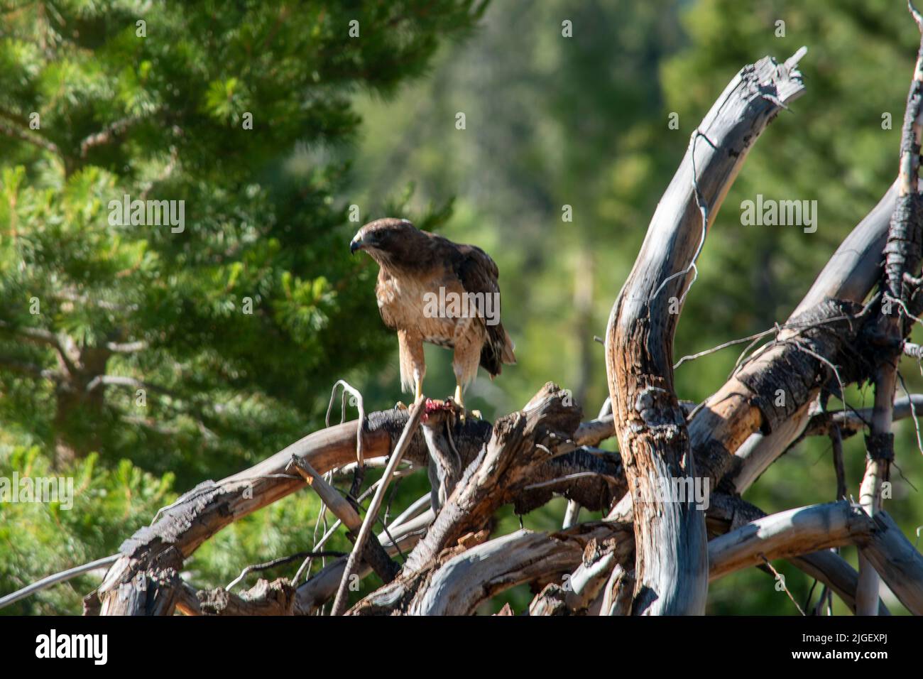 Hawk nevada wildlife hi-res stock photography and images - Alamy