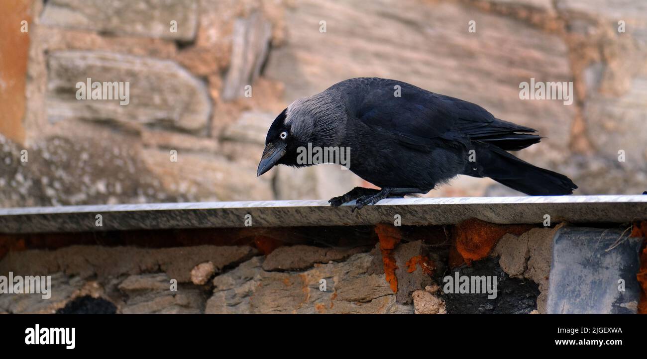Crows nests in trees hi-res stock photography and images - Alamy