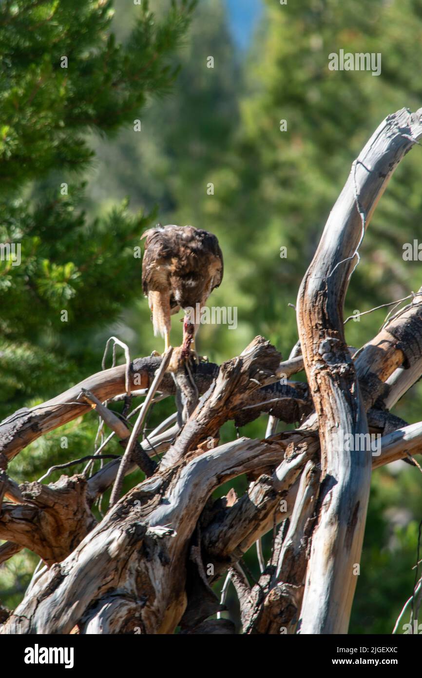 This hawk caught a chipmunk in Devil's Postpile National Monument, CA ...