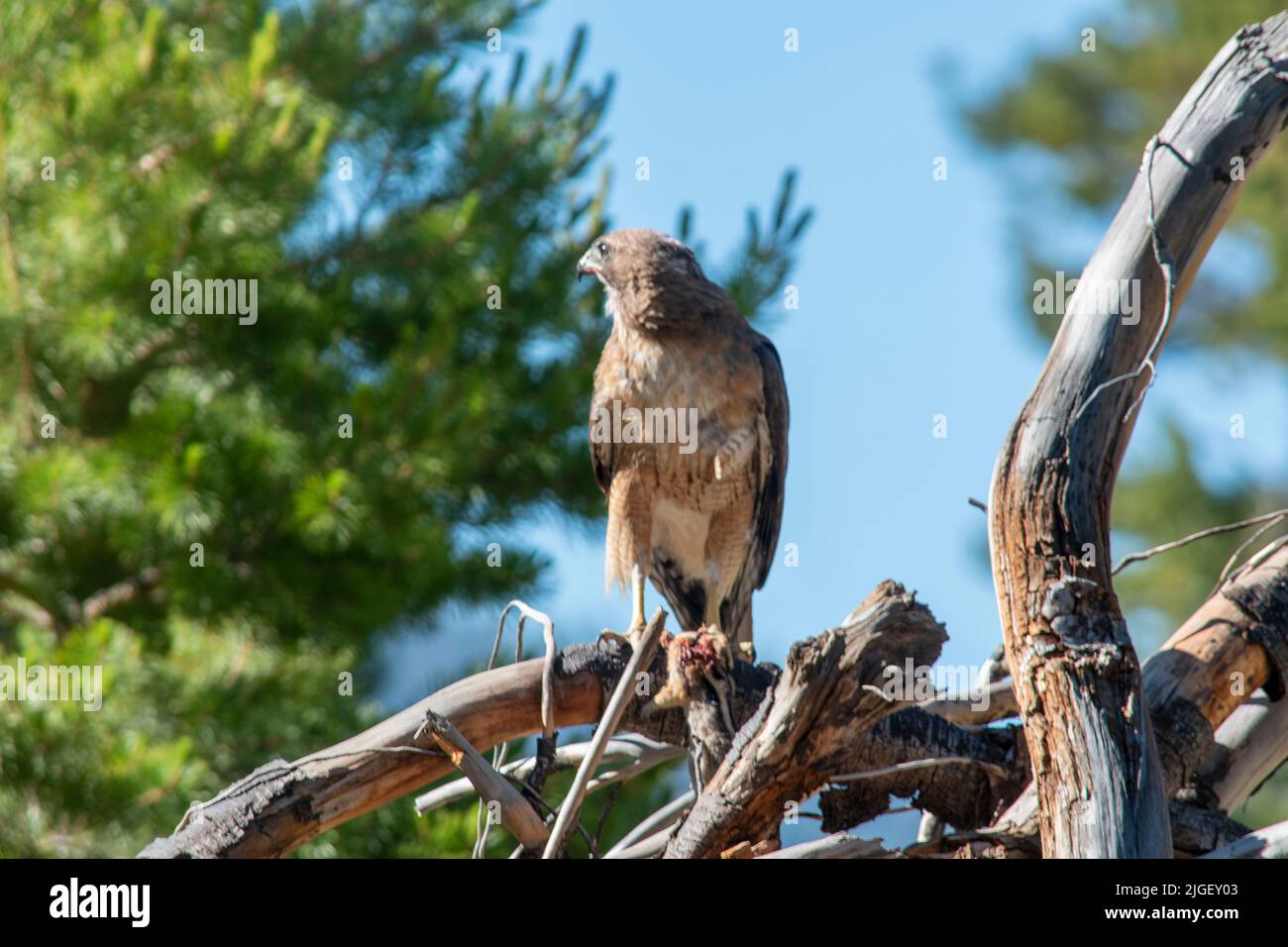 This hawk caught a chipmunk in Devil's Postpile National Monument, CA ...