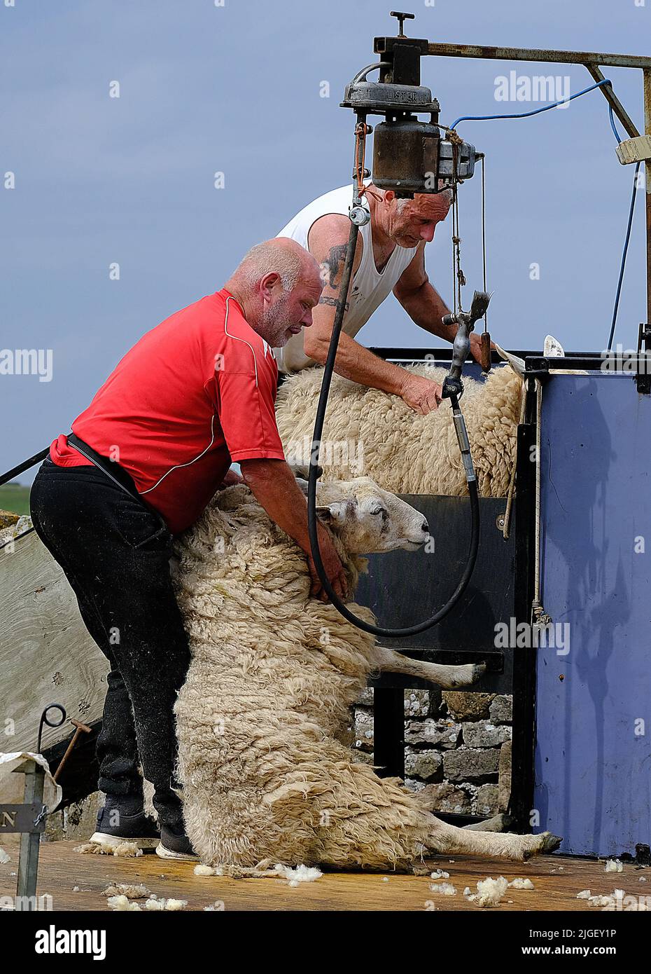 Sheep shearing by contractors on northern UK arm Stock Photo - Alamy