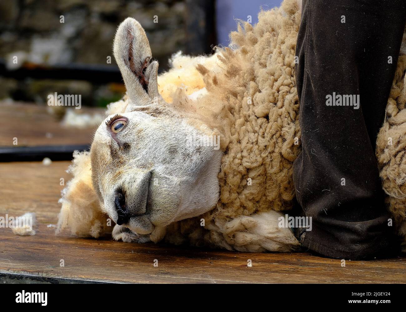 Shearing contractor hi-res stock photography and images - Alamy