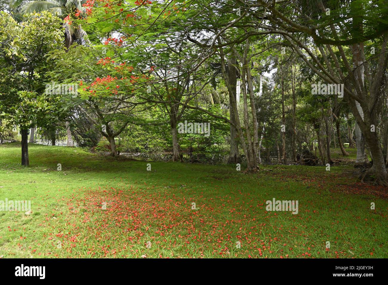 Tropical landscape with Royal palm trees, flamboyant and Kapok trees in ...