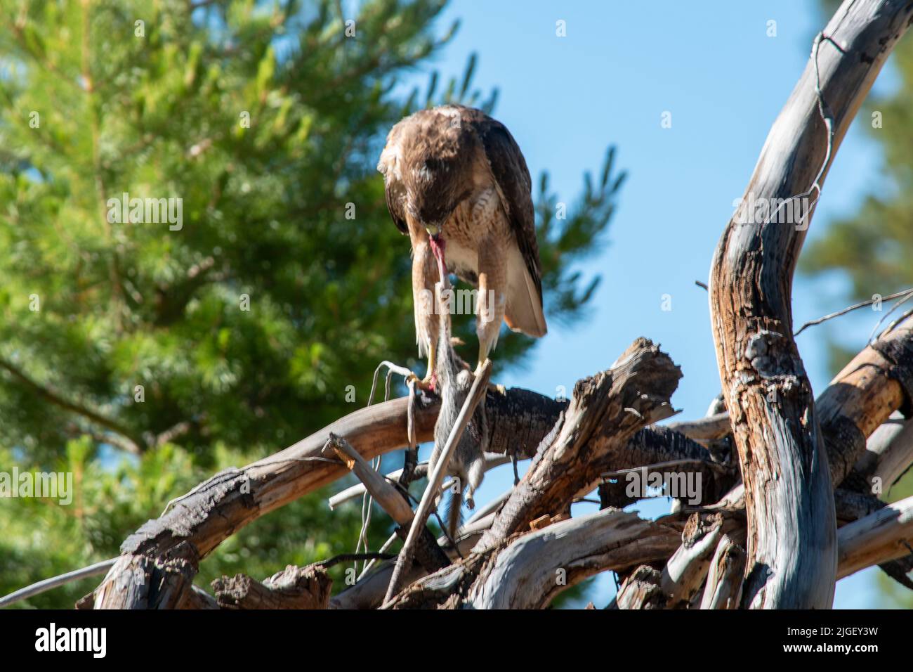 This hawk caught a chipmunk in Devil's Postpile National Monument, CA ...
