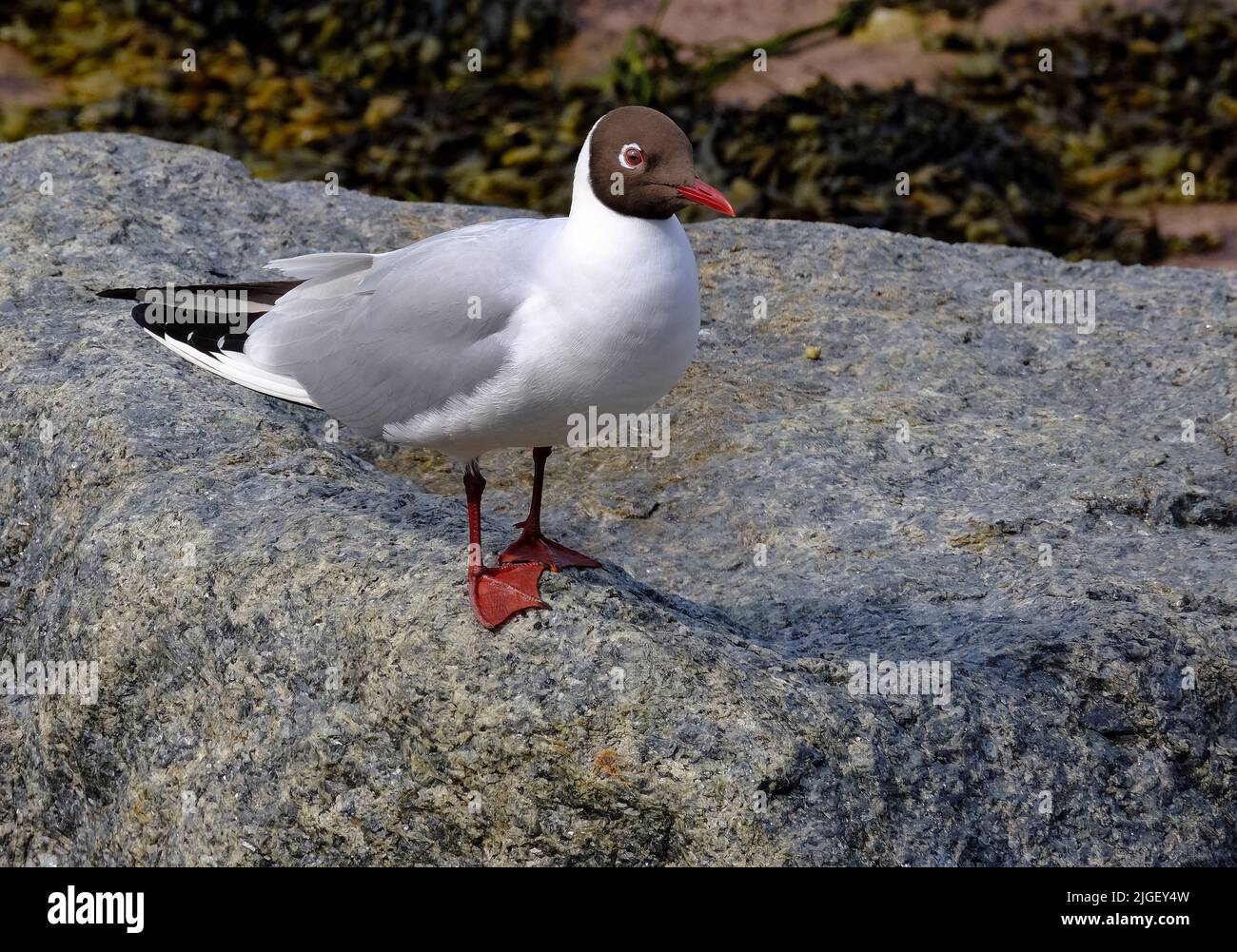 Including the black watch hi-res stock photography and images - Alamy