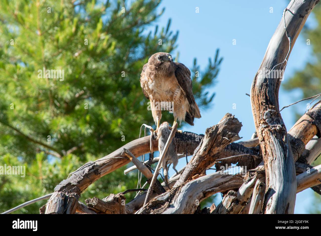 This hawk caught a chipmunk in Devil's Postpile National Monument, CA ...