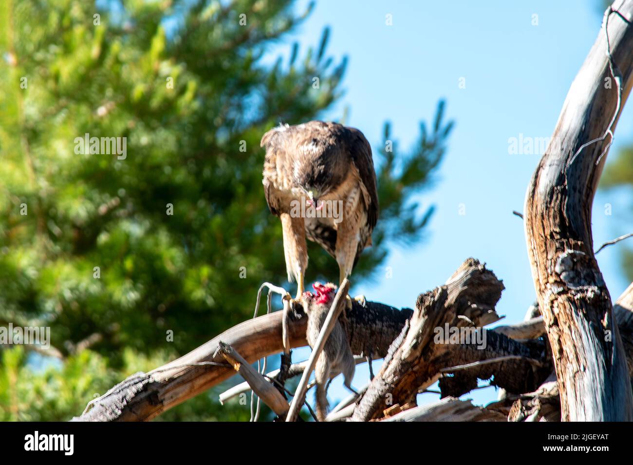 This hawk caught a chipmunk in Devil's Postpile National Monument, CA ...