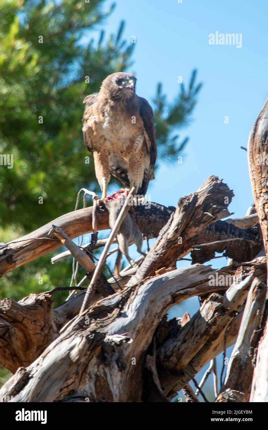 This hawk caught a chipmunk in Devil's Postpile National Monument, CA ...
