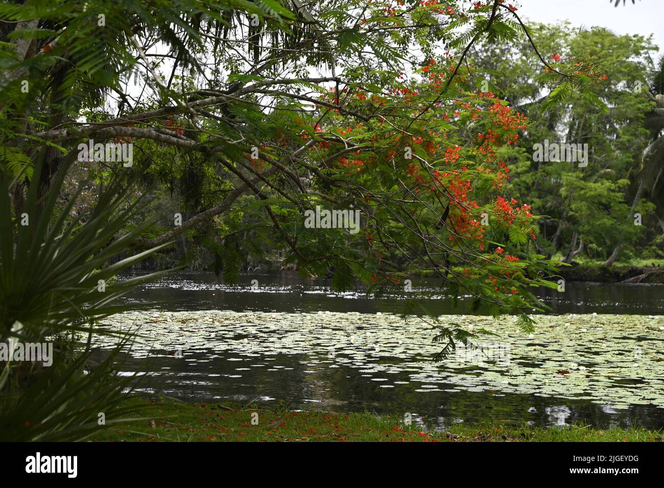 Tropical landscape with Royal palm trees, flamboyant and Kapok trees in ...