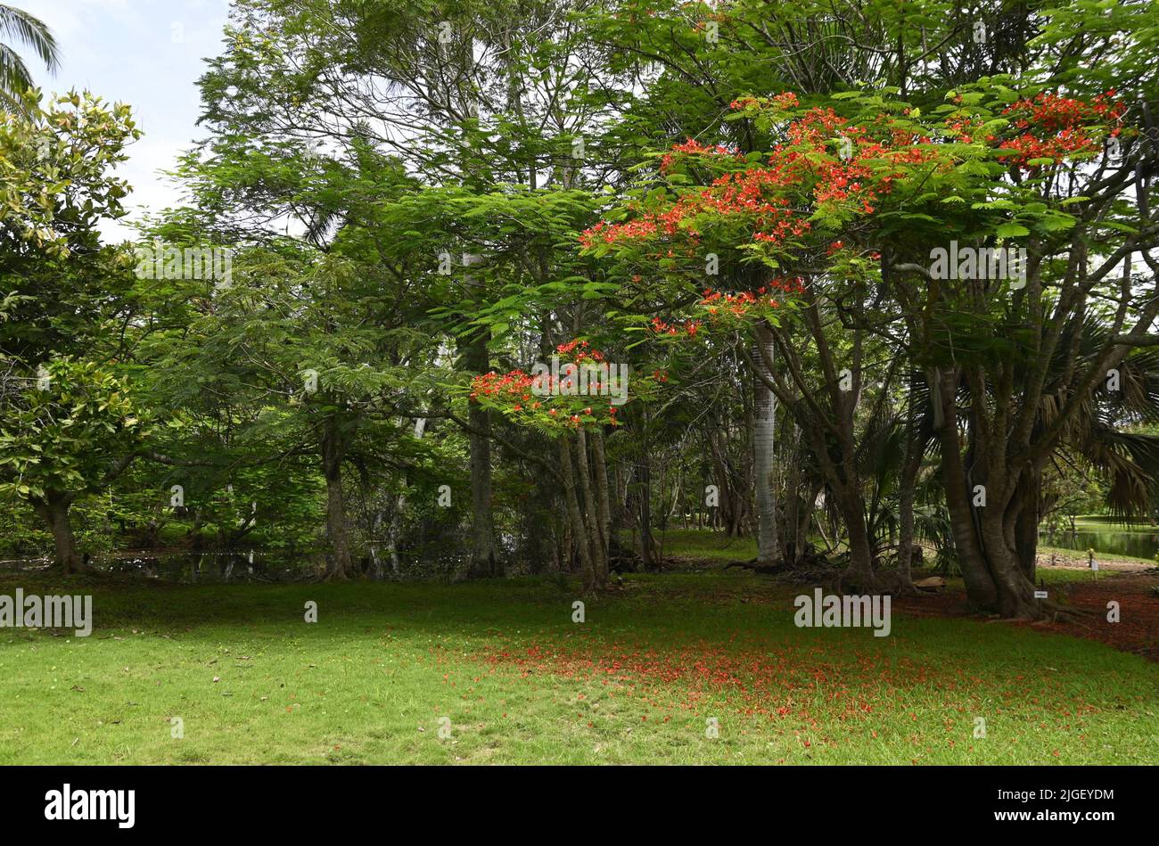 Tropical landscape with Royal palm trees, flamboyant and Kapok trees in ...