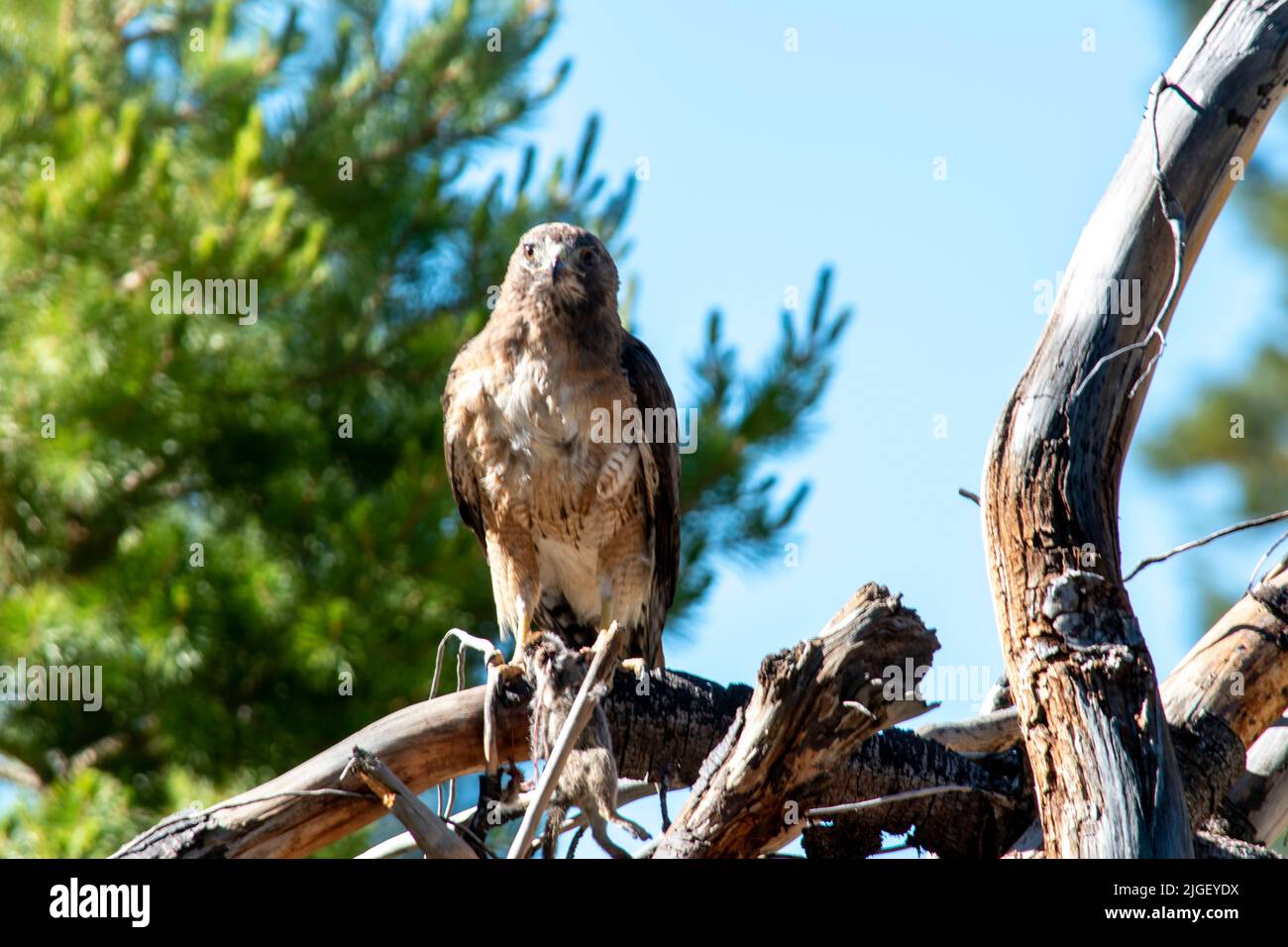 This hawk caught a chipmunk in Devil's Postpile National Monument, CA ...