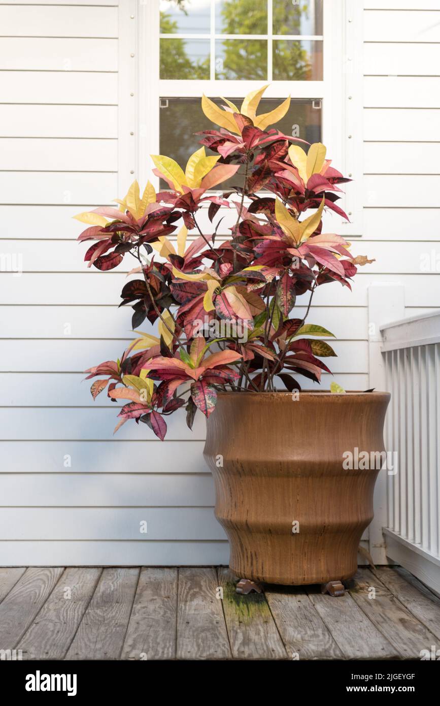 A vertical shot of a Croton plant on a porch of a beach bungalow Stock ...