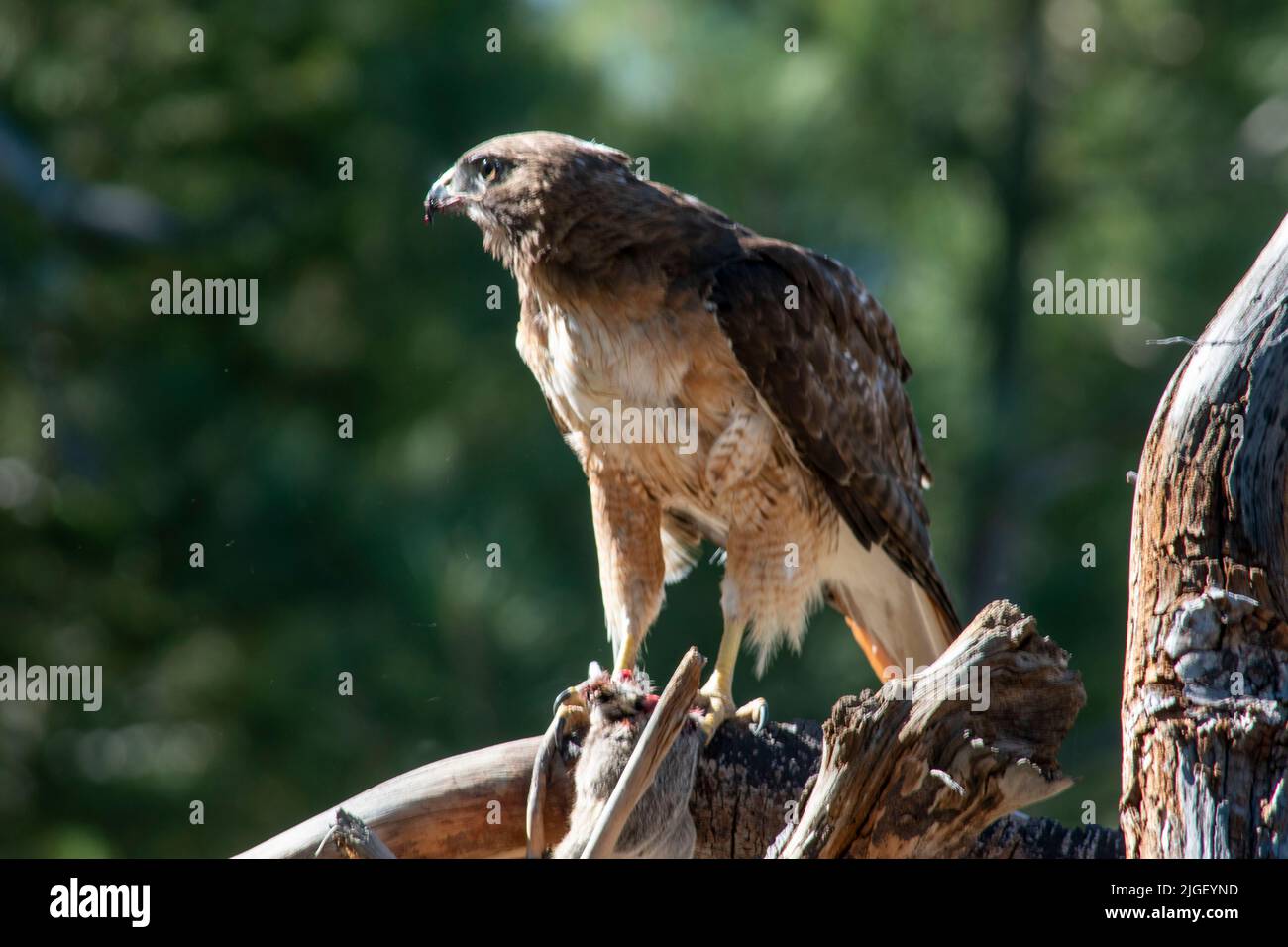 This hawk caught a chipmunk in Devil's Postpile National Monument, CA ...