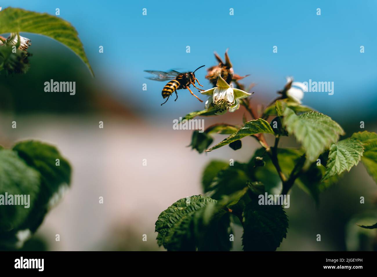 Stinging Flying Insects