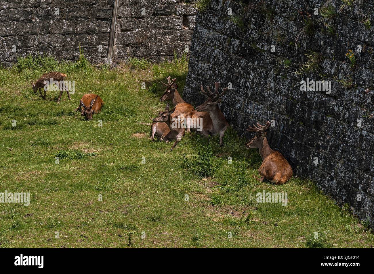 Jaca, Huesca Province, Spain: red deer (Cervus elaphus) resting ...