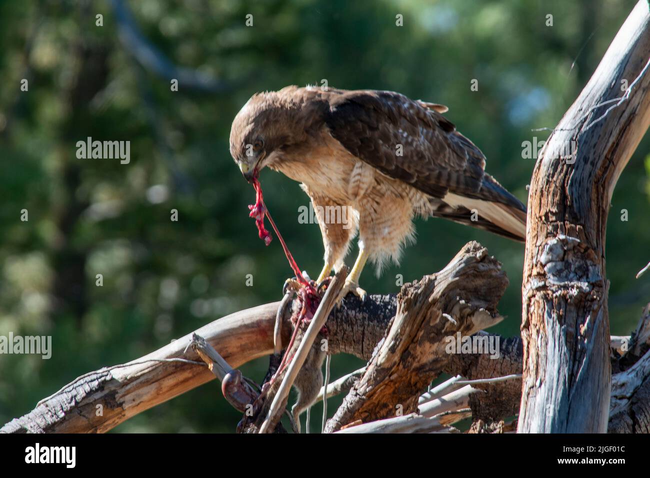 This hawk caught a chipmunk in Devil's Postpile National Monument, CA ...