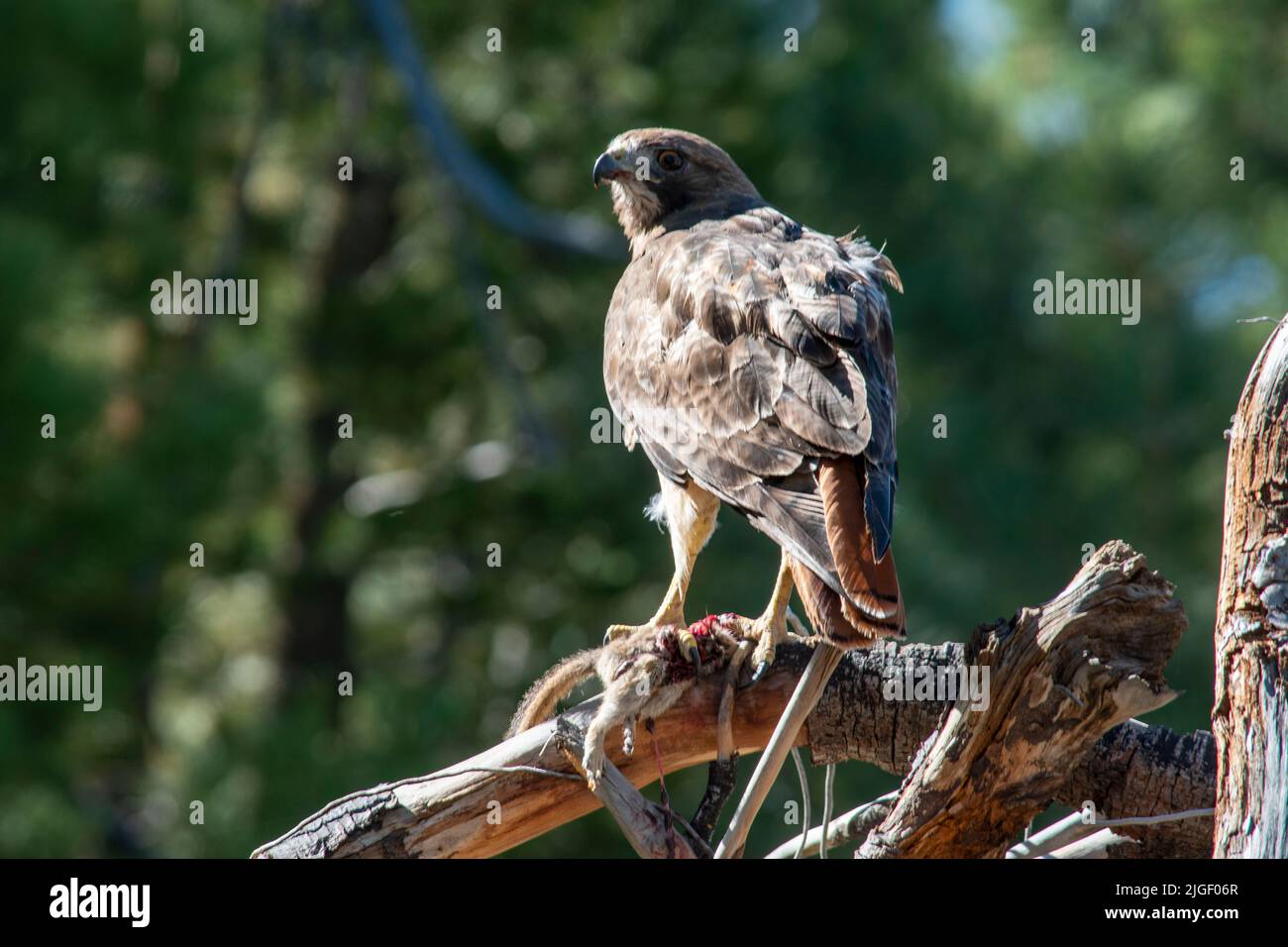This hawk caught a chipmunk in Devil's Postpile National Monument, CA ...