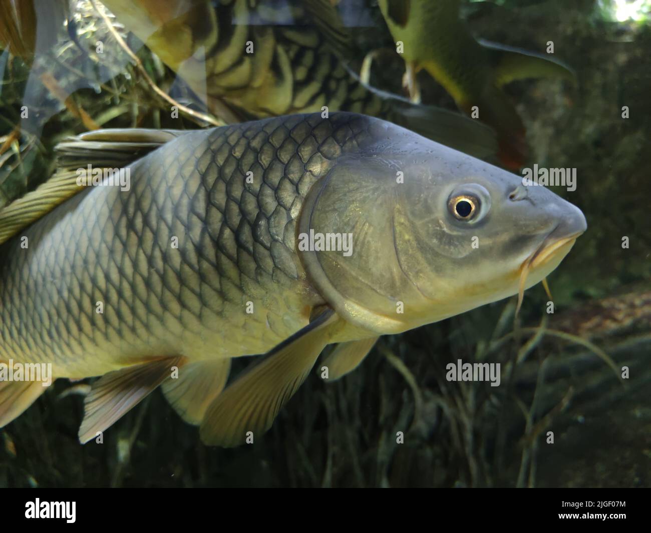 A closeup of a cyprimus carpio carpio fish Stock Photo - Alamy