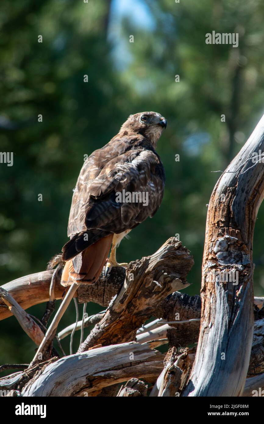 This hawk caught a chipmunk in Devil's Postpile National Monument, CA ...