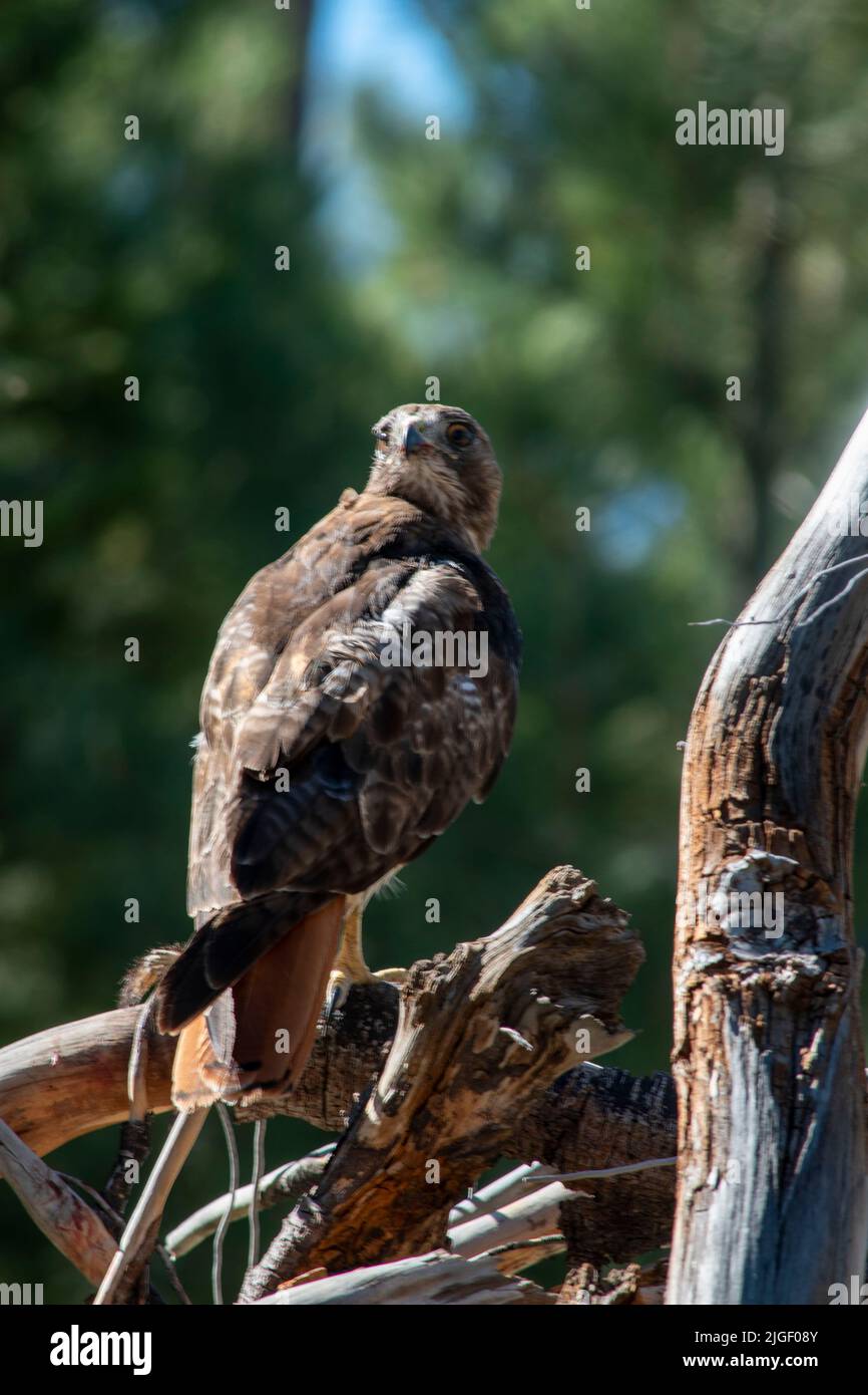 This hawk caught a chipmunk in Devil's Postpile National Monument, CA ...