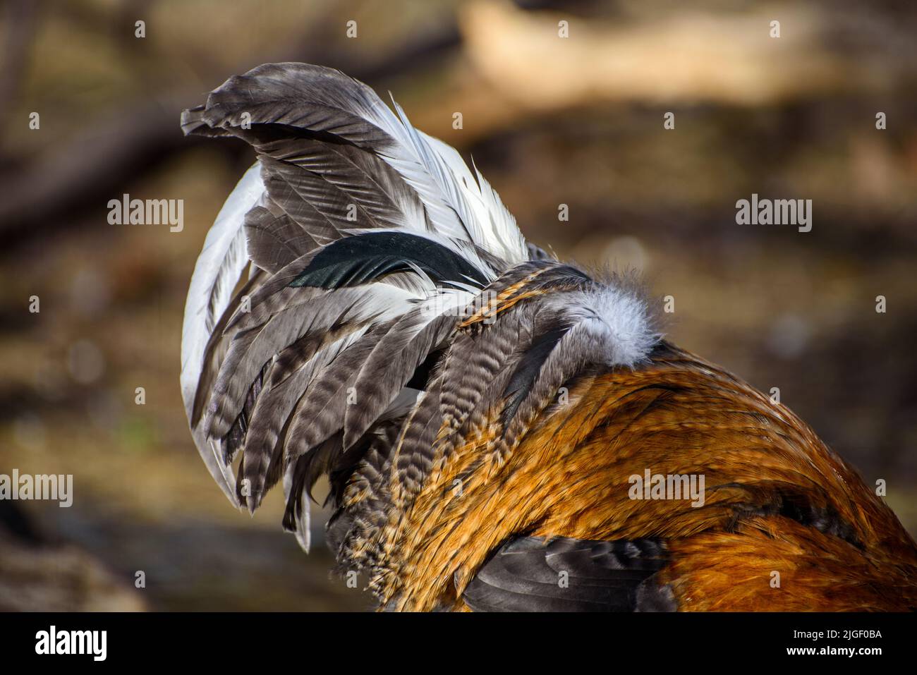 The golden pheasant (Chrysolophus pictus), also known as the Chinese ...