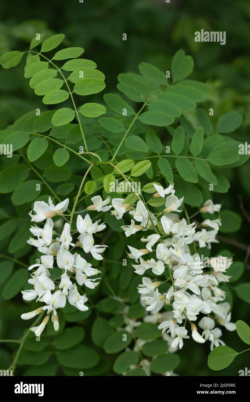 Robinia pseudoacacia, other names: false acacia or black locust ... Robinia pseudoacacia, other names: false acacia or black locust ...