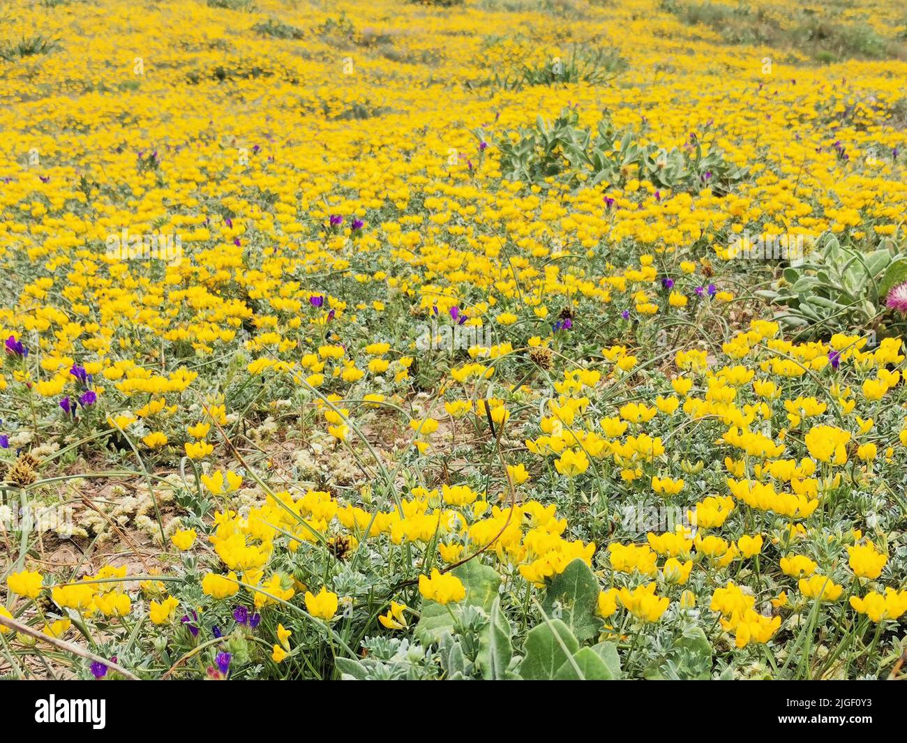 Lotus creticus hi-res stock photography and images - Alamy