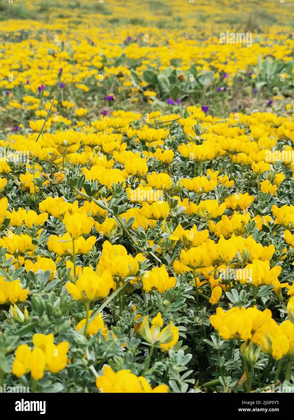 Lotus creticus hi-res stock photography and images - Alamy