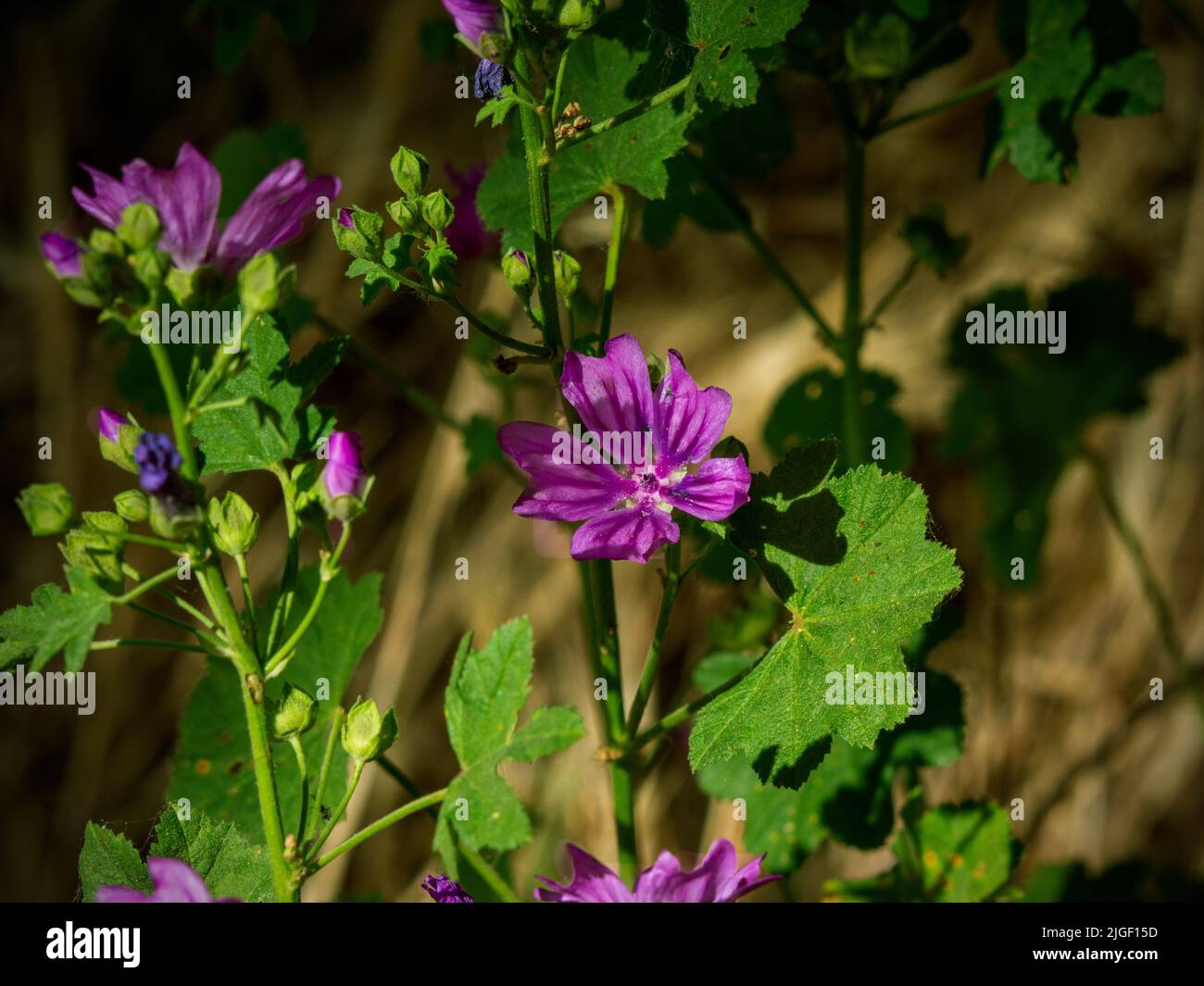 Vibrant transparent hi-res stock photography and images - Alamy