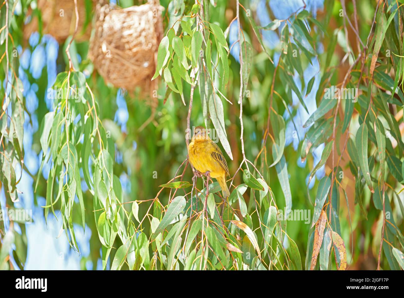 African golden weaver. African golden weaver - in latin Ploceus ...