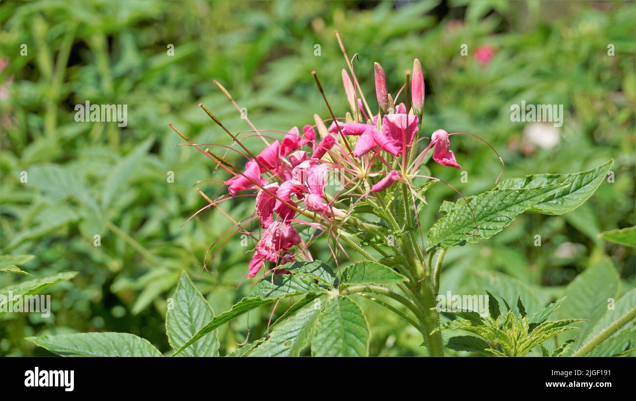 Beautiful flowers of Cleome spinosa also known as spider flower, Spiny ...