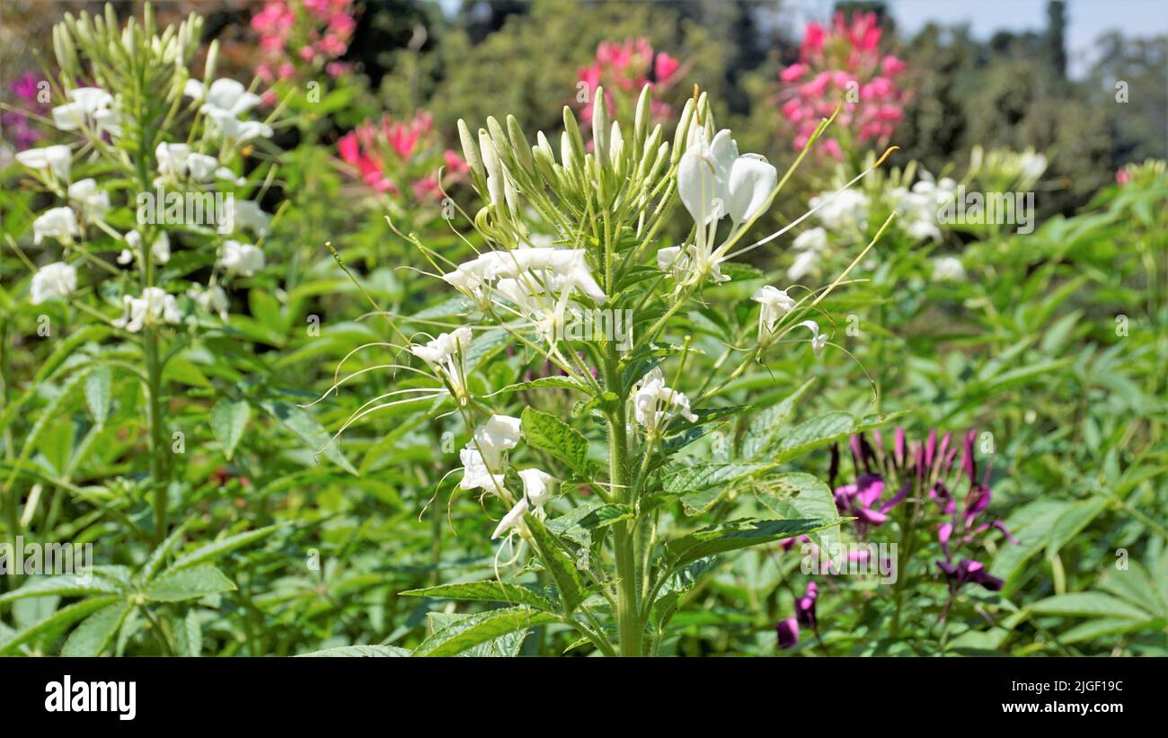 Beautiful flowers of Cleome spinosa also known as spider flower, Spiny ...