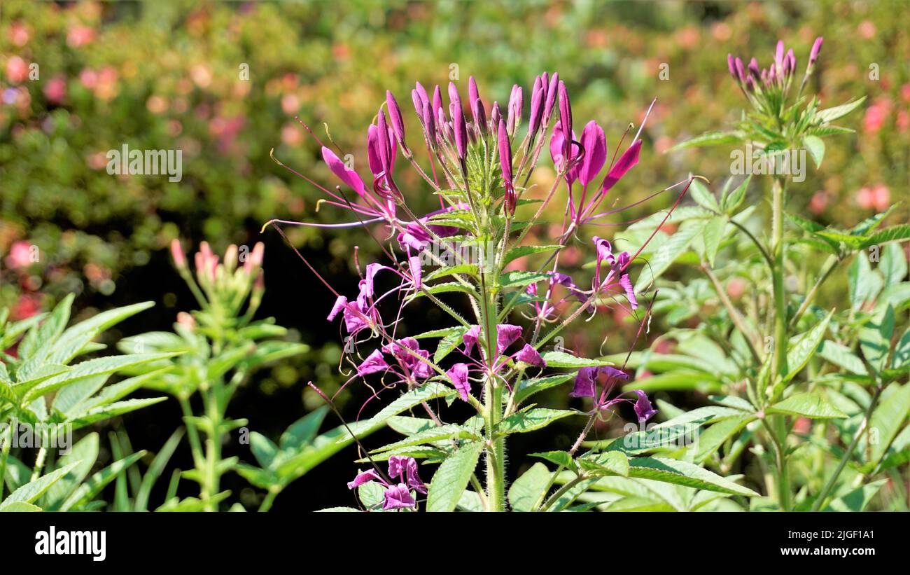 Beautiful flowers of Cleome spinosa also known as spider flower, Spiny ...