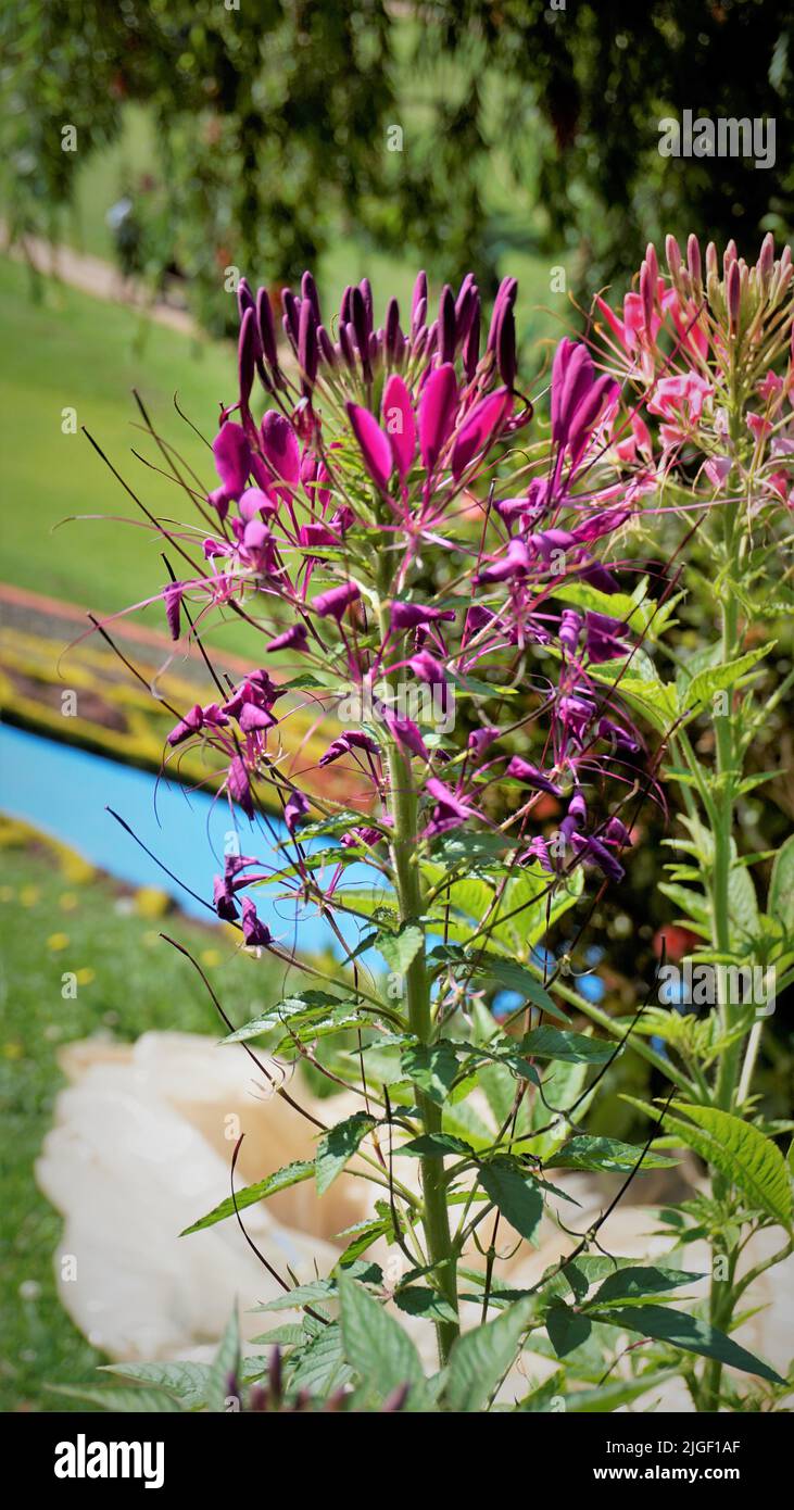 Beautiful flowers of Cleome spinosa also known as spider flower, Spiny ...