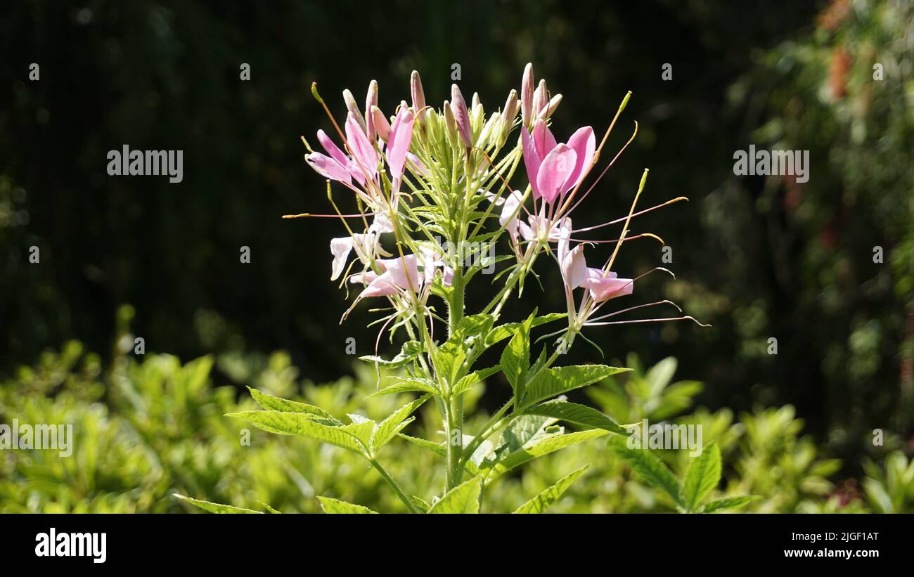 Beautiful flowers of Cleome spinosa also known as spider flower, Spiny ...