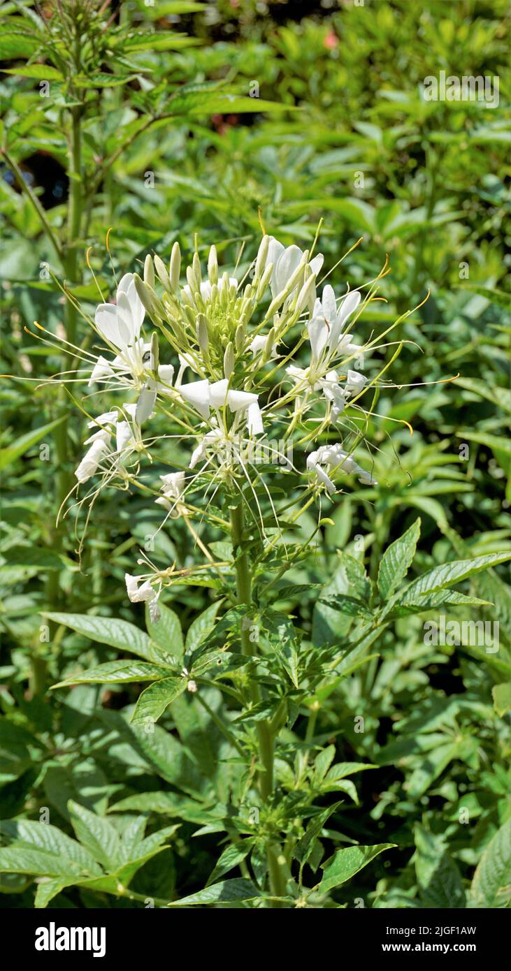 Beautiful flowers of Cleome spinosa also known as spider flower, Spiny ...