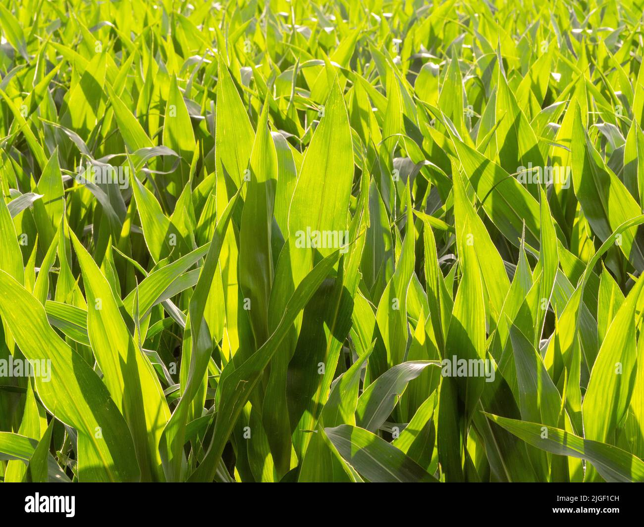 Corn plantation in organic farming with a solar panel field Stock Photo ...