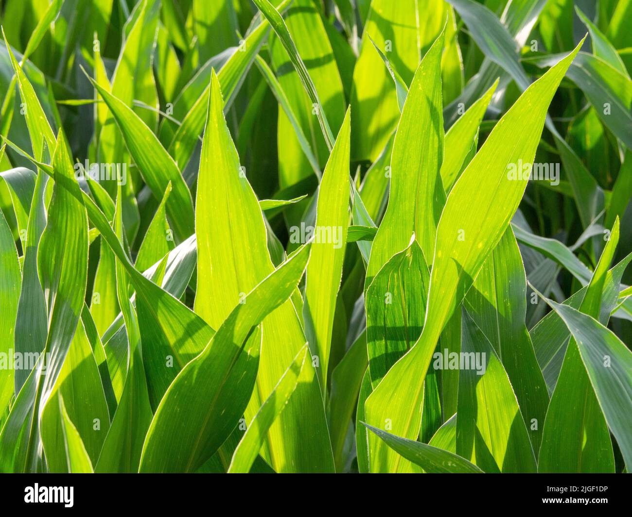 Corn plantation in organic farming with a solar panel field Stock Photo ...