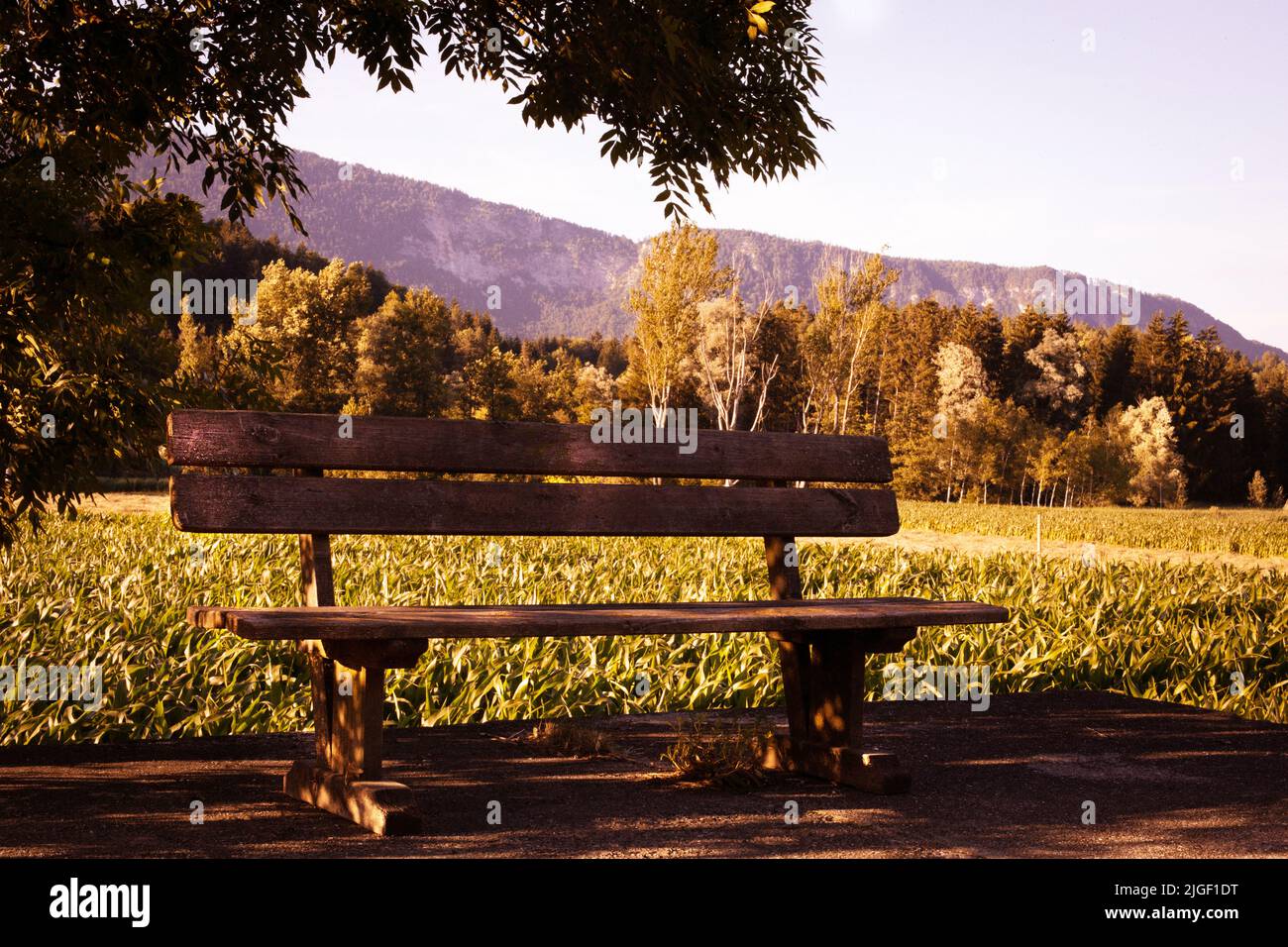Rustic wooden bench near a tree and field at sunset Stock Photo - Alamy