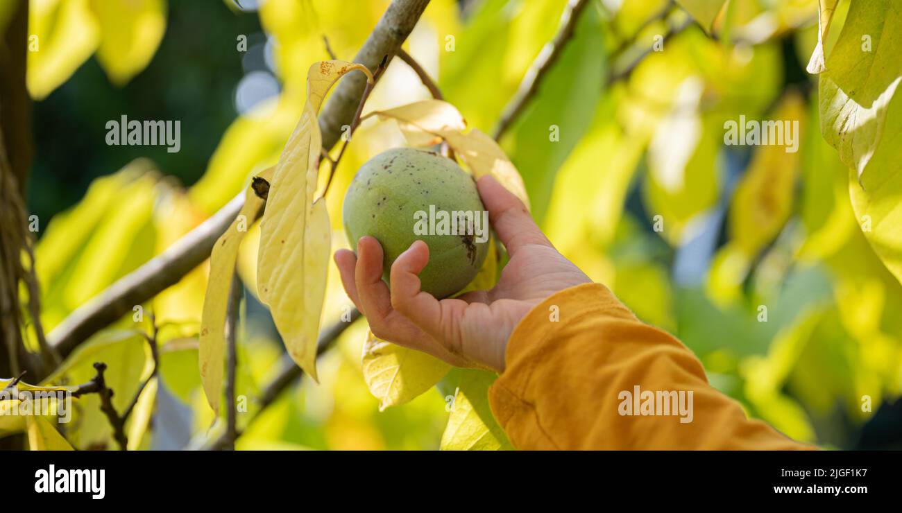Hand of a child picking a ripe asimina fruit growing on a pawpaw tree ...